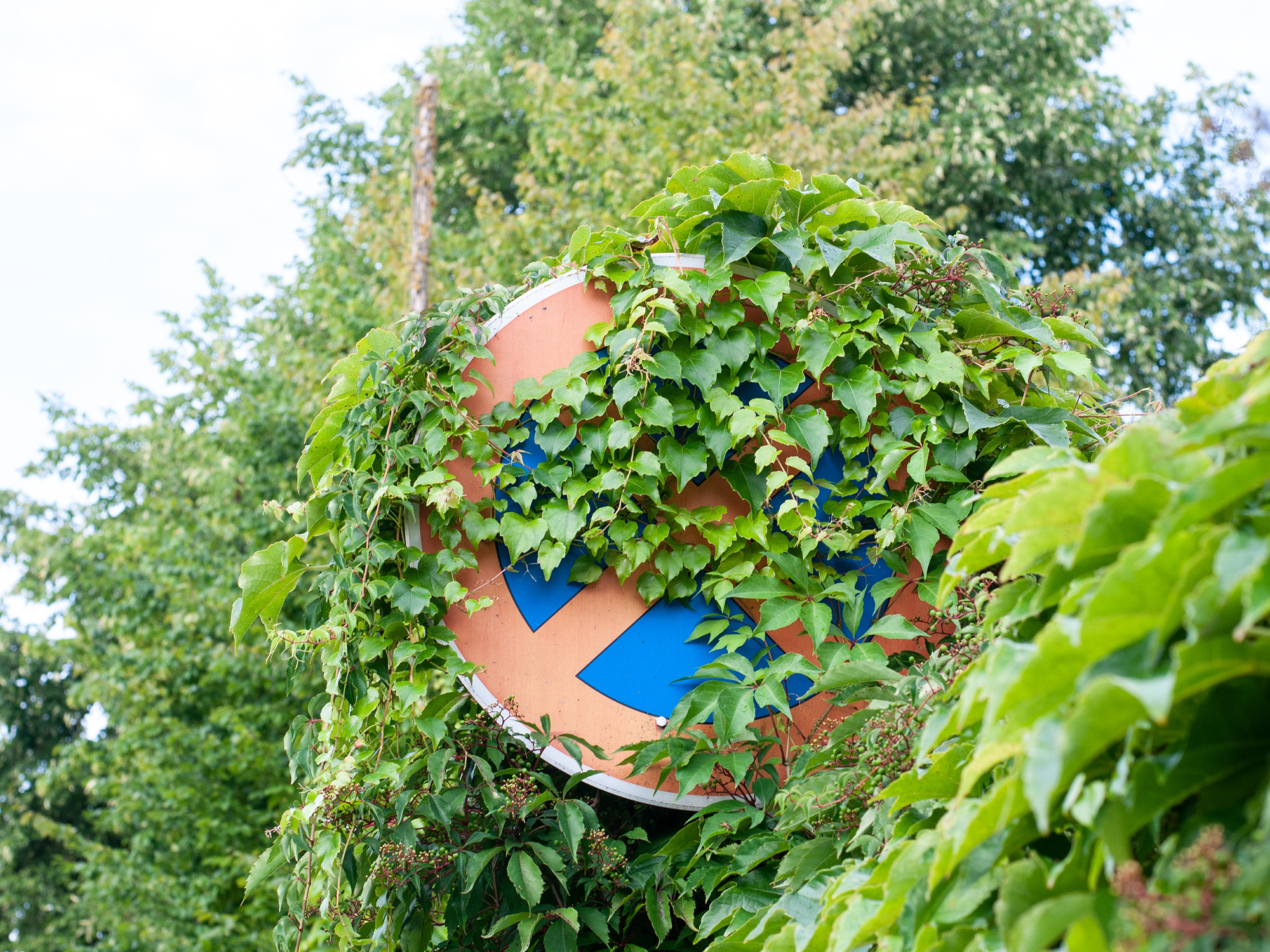 74% of UK Drivers Say Foliage Obscuring Speed Limit Signs